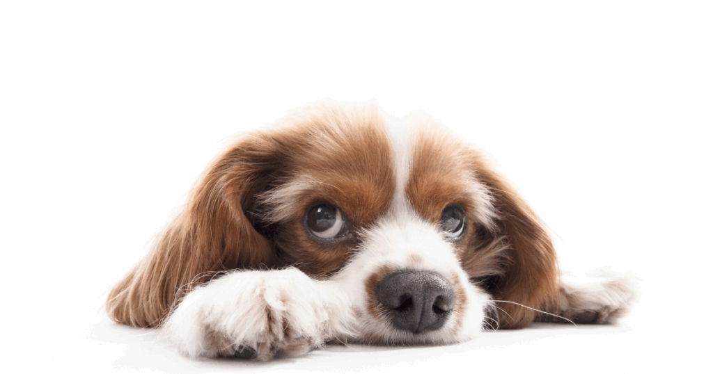 【令和7年】戌（いぬ）年の初詣におすすめ！🐕️愛知の人気神社4選｜干支の御守やご利益も紹介 | Kuraraのブログ