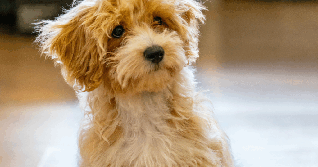 【令和7年】戌（いぬ）年の初詣におすすめ！🐕️愛知の人気神社4選｜干支の御守やご利益も紹介 | Kuraraのブログ